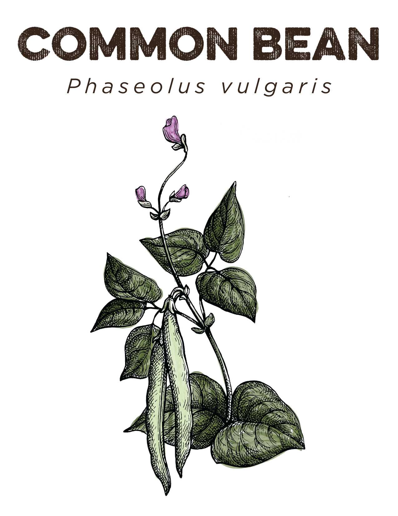 Common Bean - NATIFS