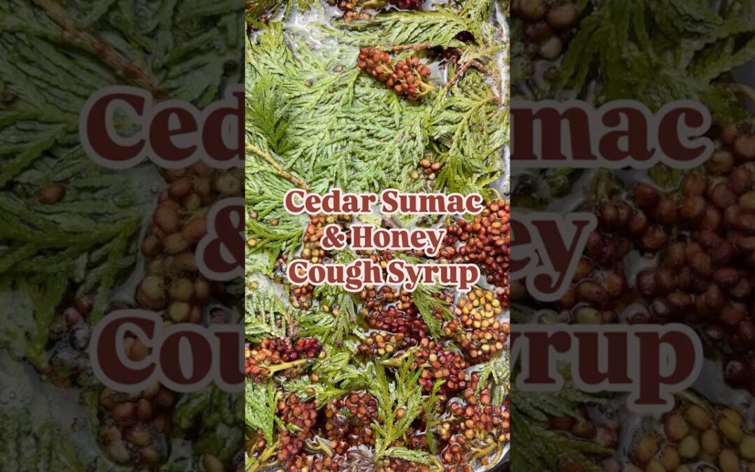 Cedar, Sumac & Honey Cough Syrup #plantmedicine #indigenousknowledge # ...
