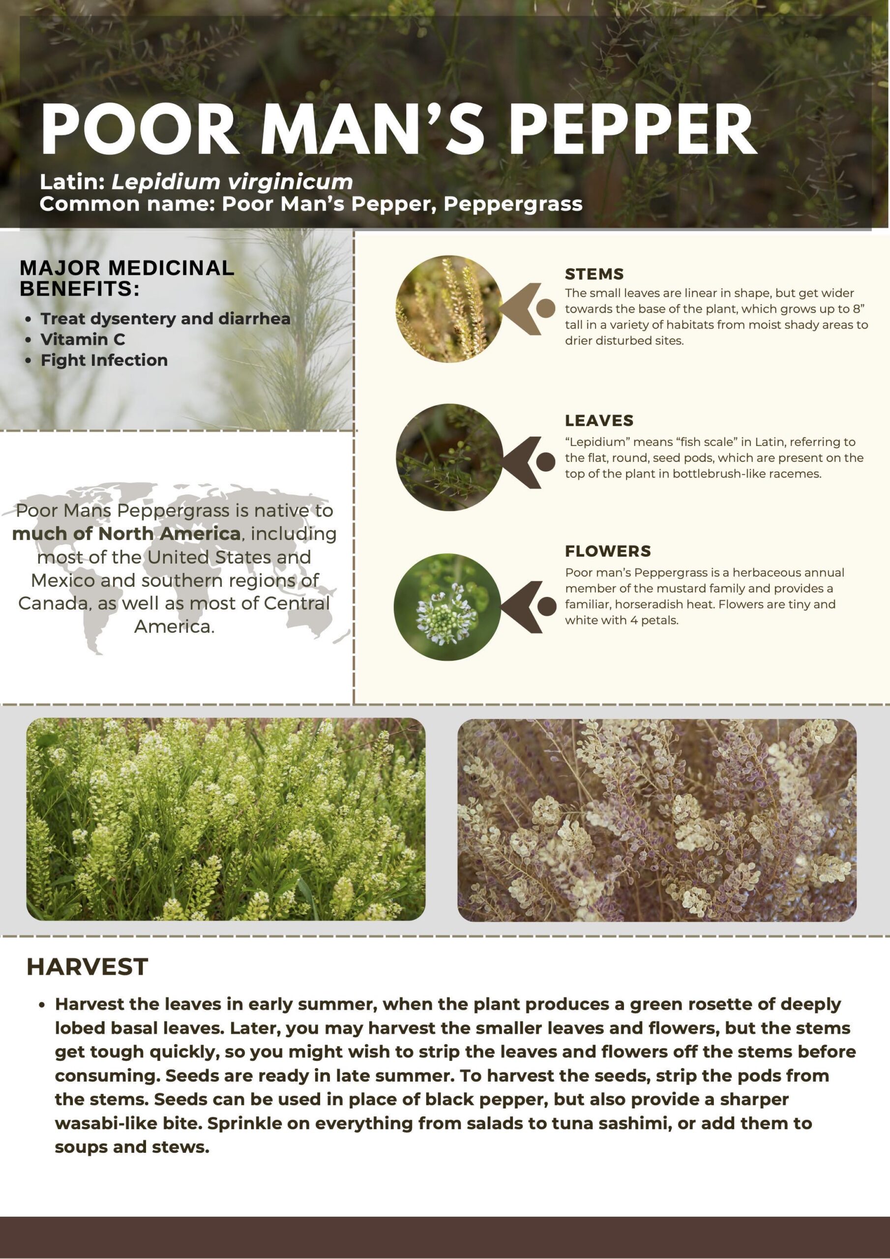 Poor Mans Peppergrass - NATIFS