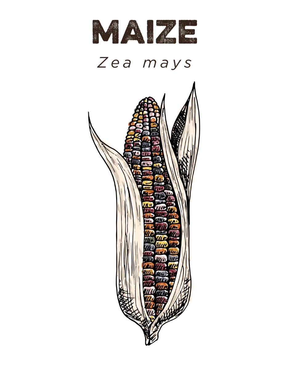 Maize - NATIFS