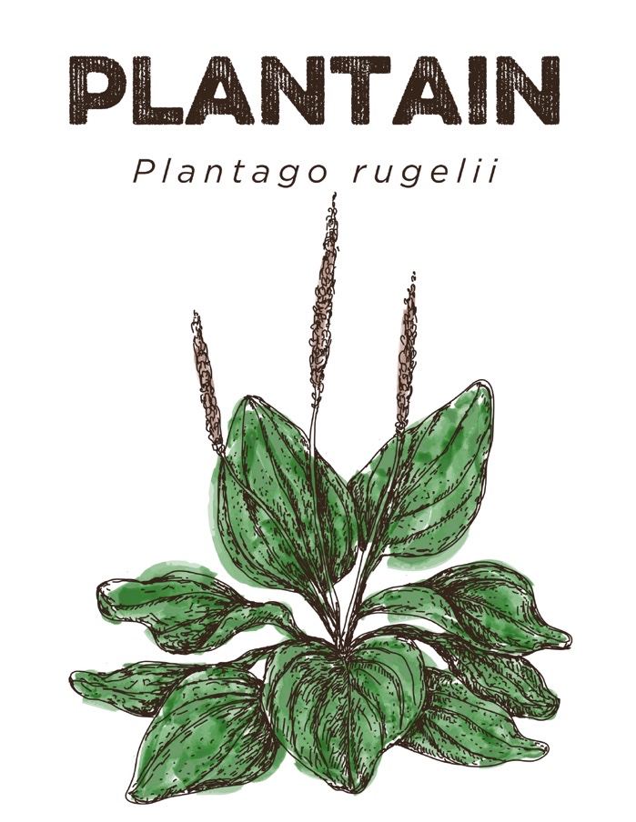 Plantain - NATIFS